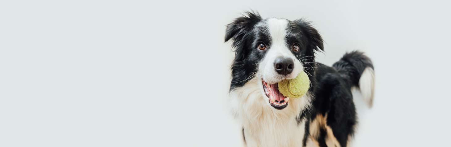 Border Collie Trust GB