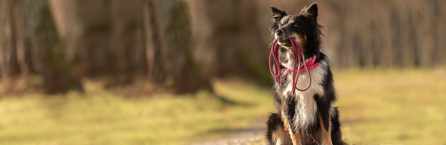 Border Collie Trust GB