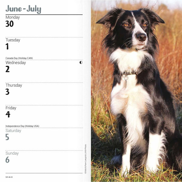Border Collie Trust GB