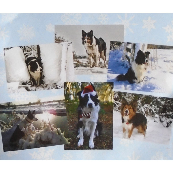 Border Collie Trust GB