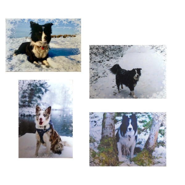 Border Collie Trust GB