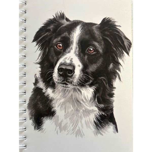 Border Collie Pencil Sketch